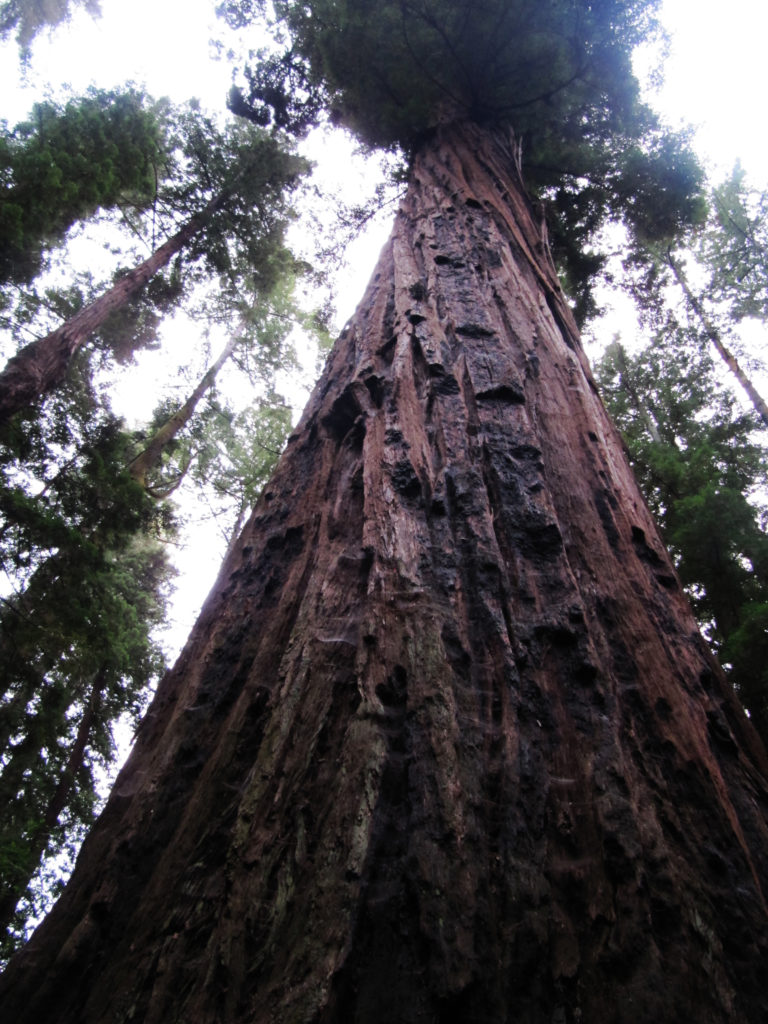 Day Trip: Driving to Find Redwood Trees • Angela Travels
